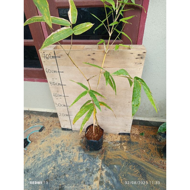 Pokok Buluh Gading / Buluh Kuning / Bambusa vulgaris strata | Shopee ...