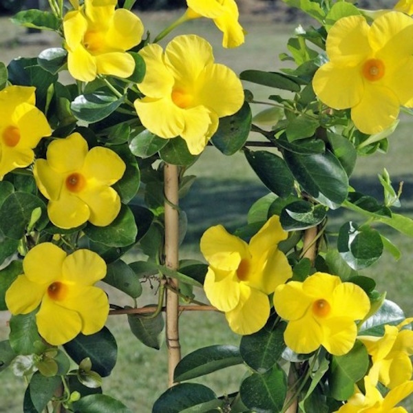Anak Pokok Bunga Mandevilla Kuning | Shopee Malaysia