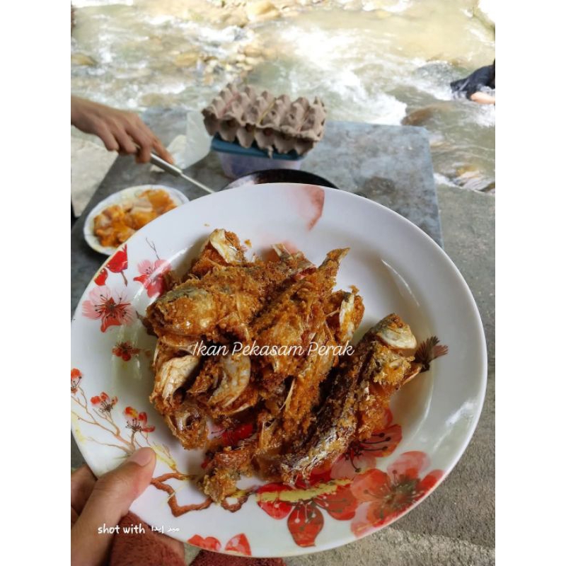 Ikan Pekasam Segar Sungai Perak Original (Ikan Loma , Ikan Lampam ...