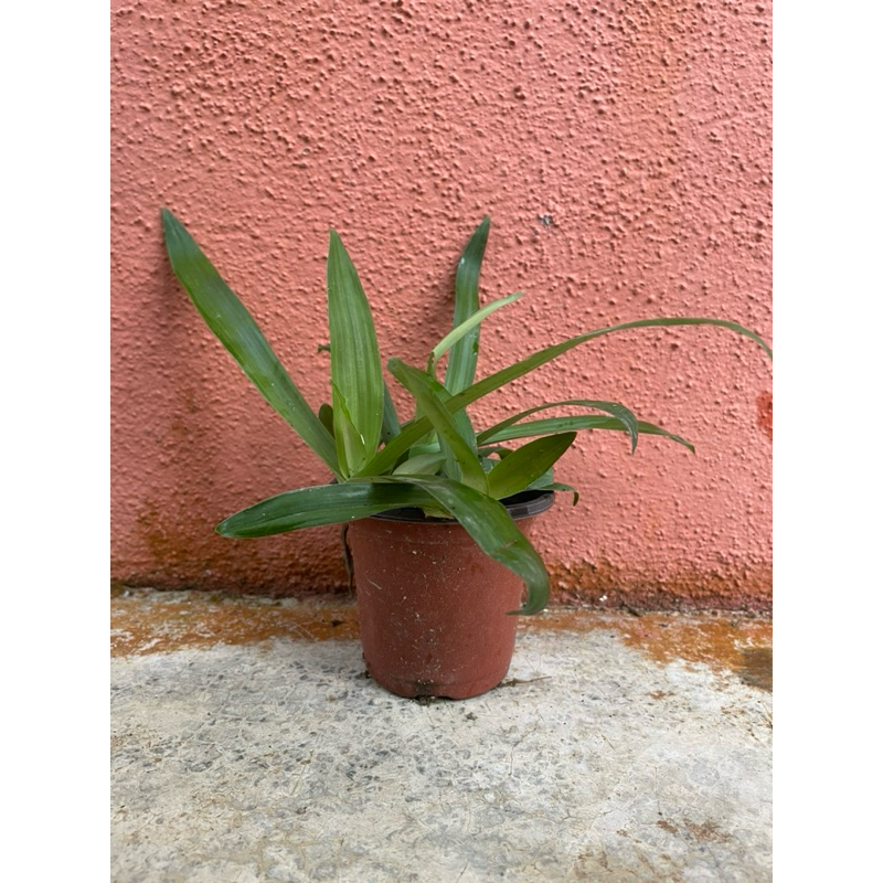 Anak Pokok Rumput Siti Khadijah // Rumput Beijing // Rumput Cina ...