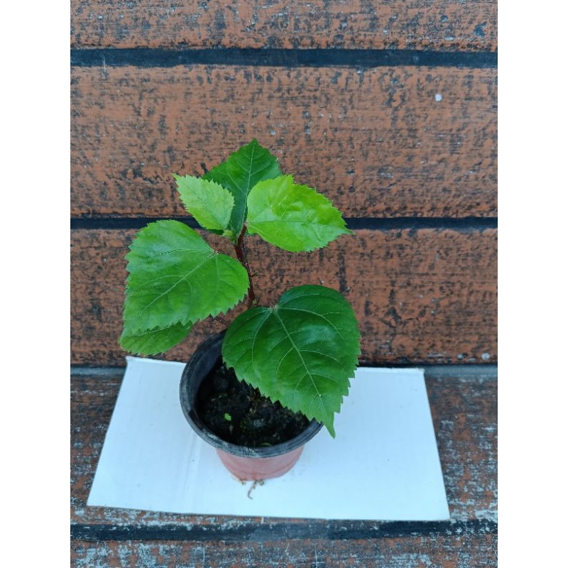 Anak Pokok Bunga Raya Pink/ Hibiscus | Shopee Malaysia