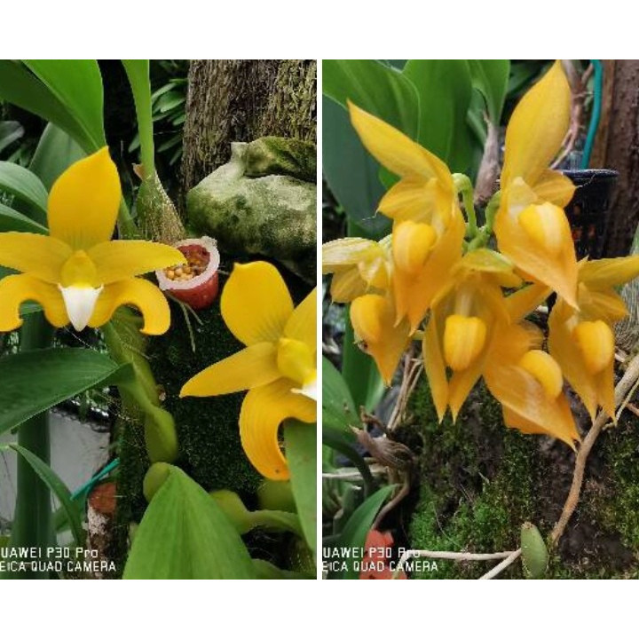Plant Lover's hybrid - Bulbophyllum claptonense flava x subumbellatum ...