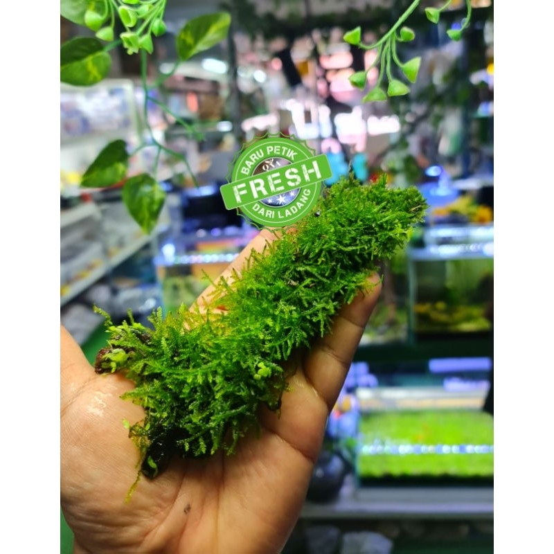 Moss On Woods (Mini Christmas Moss) | Shopee Malaysia