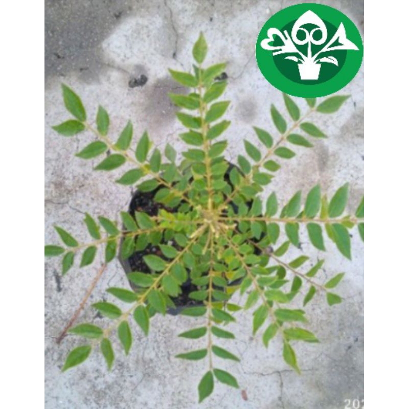 Curry tree live plant( small leaves) / Normal 小叶咖喱 / 普通树苗 Anak pokok ...