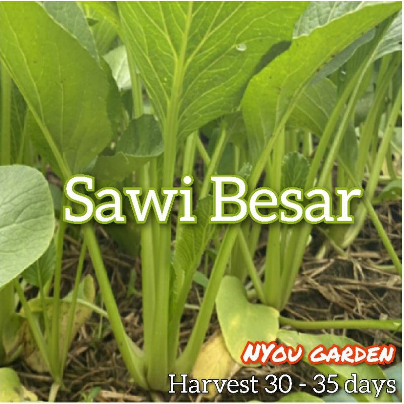 Biji benih Sawi Besar/ Giant Caixin/ Sawi King / Sawi Jumbo / Sawi ...