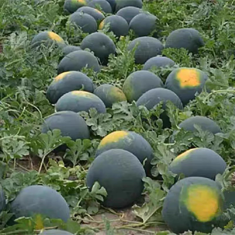 50Biji Benih Tembikai Kulit Hitam Tanpa Biji / Black Peel Seedless ...