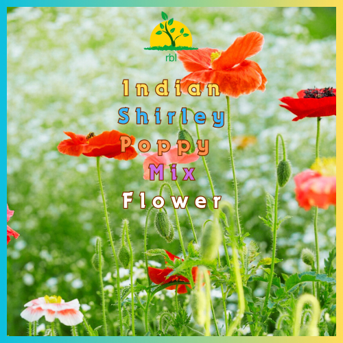 Biji Benih Bunga Poppy Shirley Indian Shirley Poppy Flower Seeds ( 50 ...