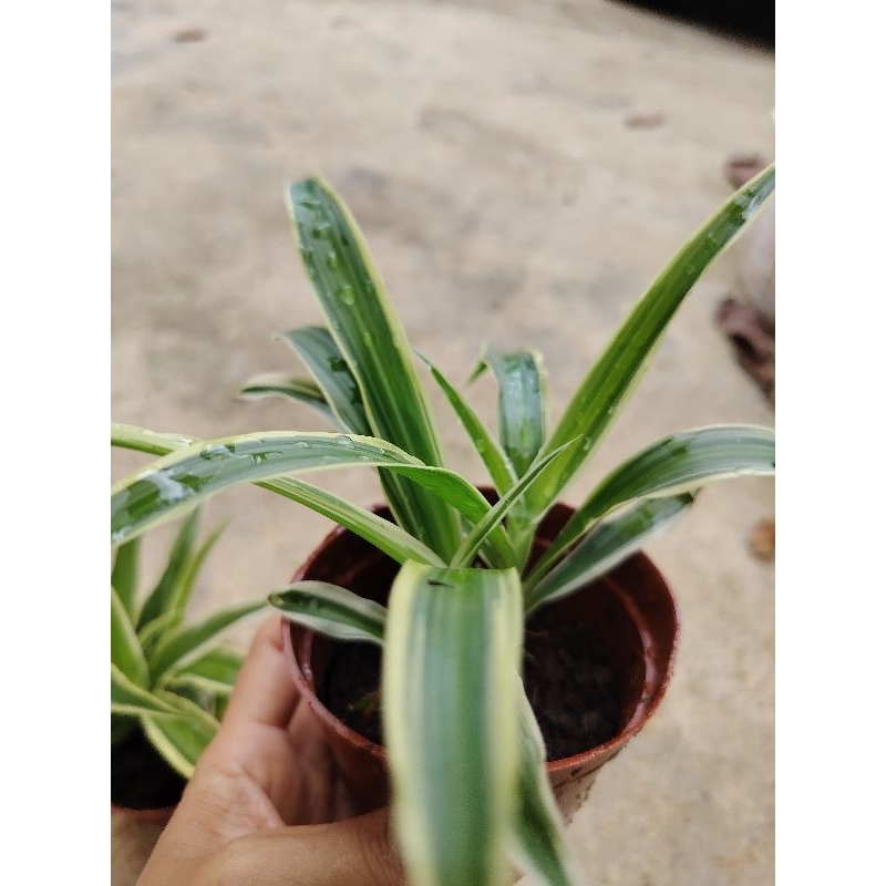 Pokok Gantung Berjuntai Bawah Spider Plant Hiasan Anak Pokok Spider ...