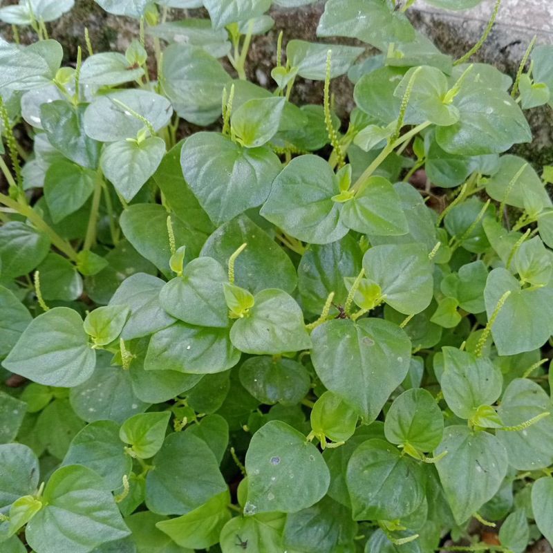 Pokok sireh cina./ketupang air. | Shopee Malaysia