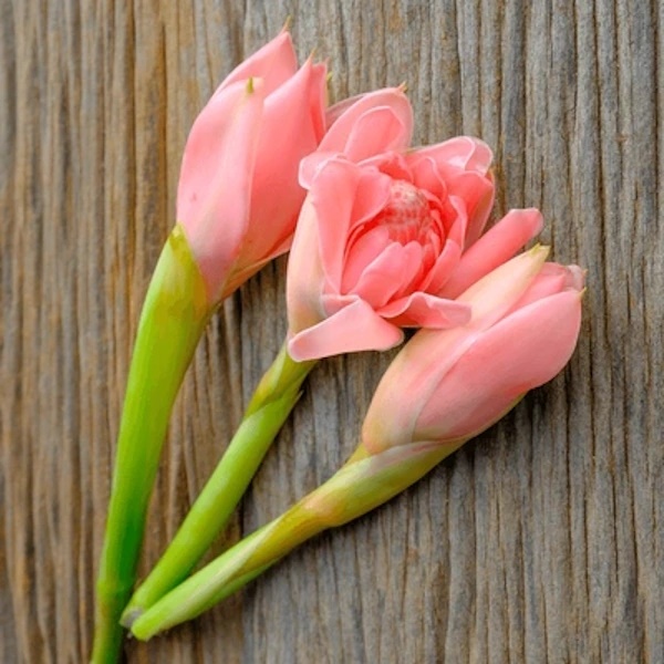 Anak Pokok Bunga Kantan Pink | Shopee Malaysia