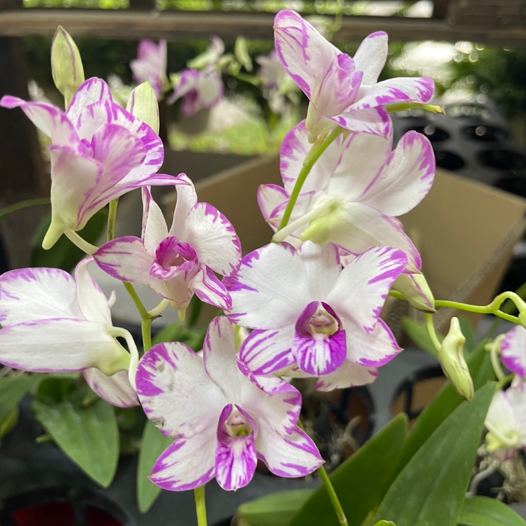 H2O - Dendrobium Enobi Purple Splash Orchid 泼墨石斛(with flower) Live ...