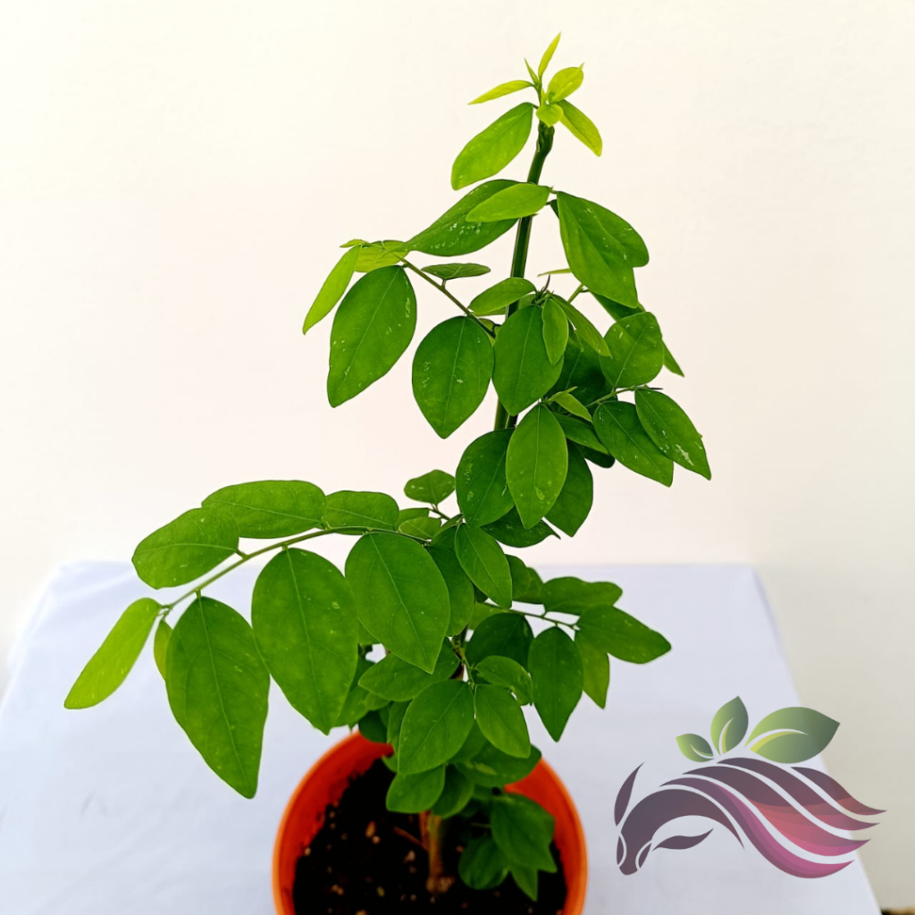 Pokok Pucuk Manis Pokok Sayur Manis Pokok Cekur Manis Sauropus ...