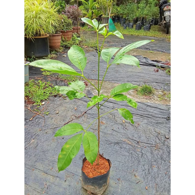 Pokok Ulam Tenggek Burung / pokok ulam | Shopee Malaysia