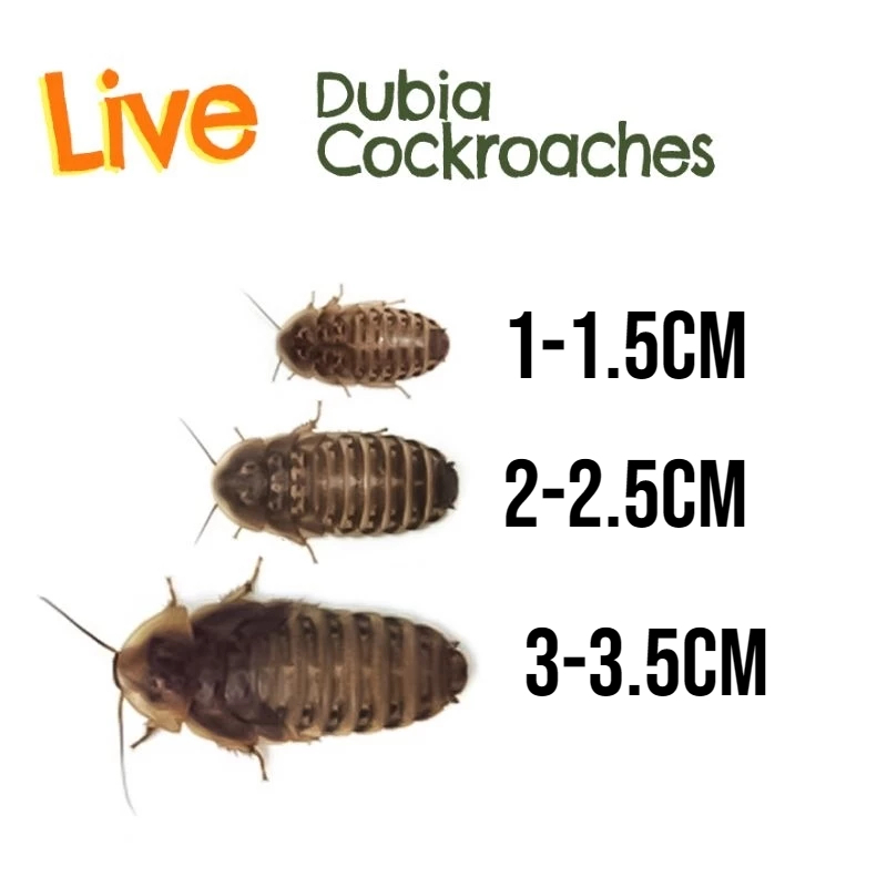 Dubia Roach - Super Food (50pcs) | Shopee Malaysia
