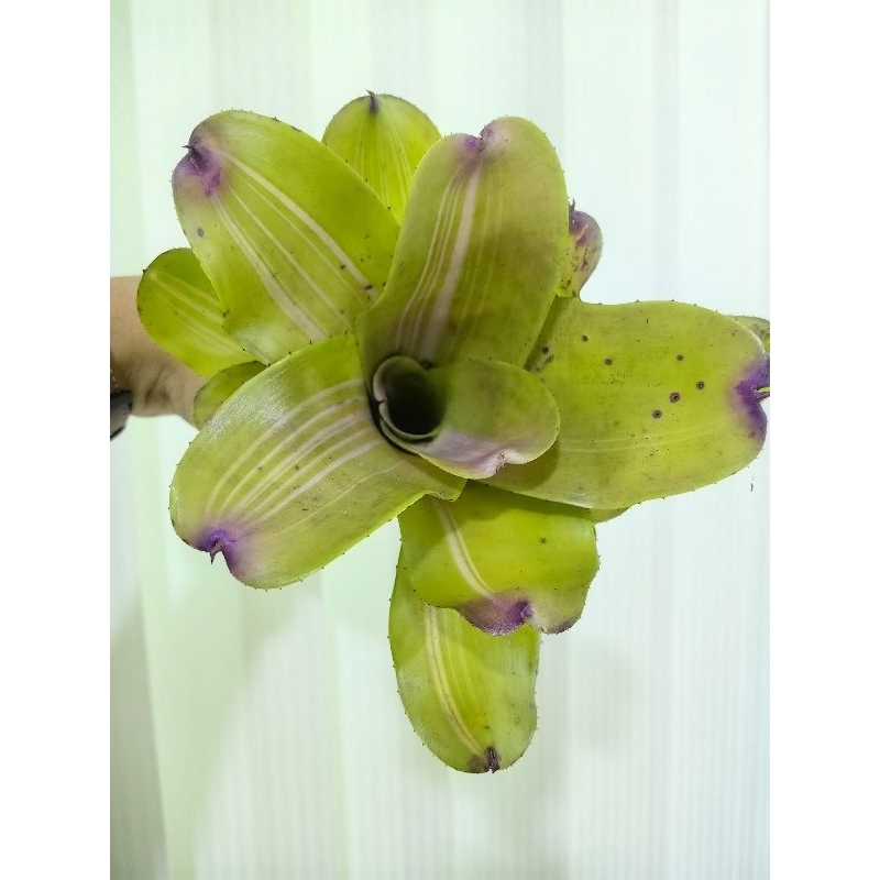 bromeliad neoregelia Wild Blue Yonder Compact | Shopee Malaysia