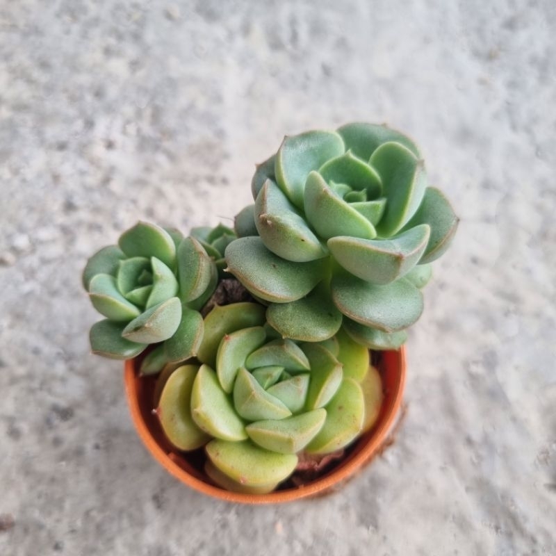 Live succulent plant (pot size 5cm) ready stock 多肉植物 | Shopee Malaysia