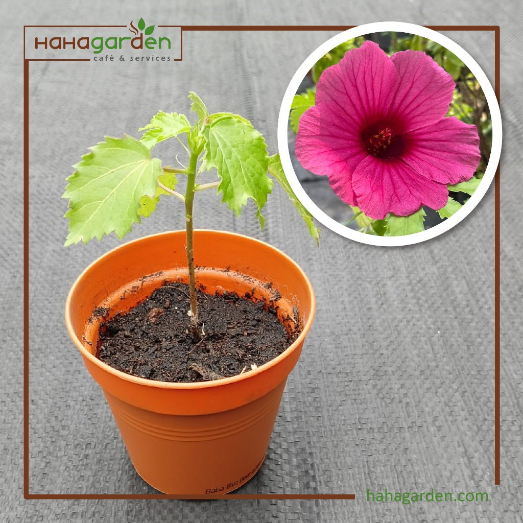 Anak Pokok Kenaf/ Kenaf Sapling/ Bunga Raya Hutan/ Hibiscus Cannabinus ...