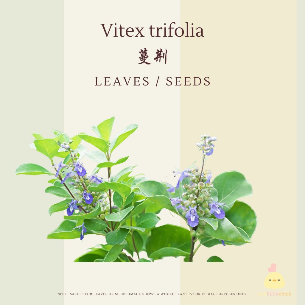 Organic Home-Grown Vitex trifolia 蔓荆 | Pokok Lagundi, Traditional Plant ...
