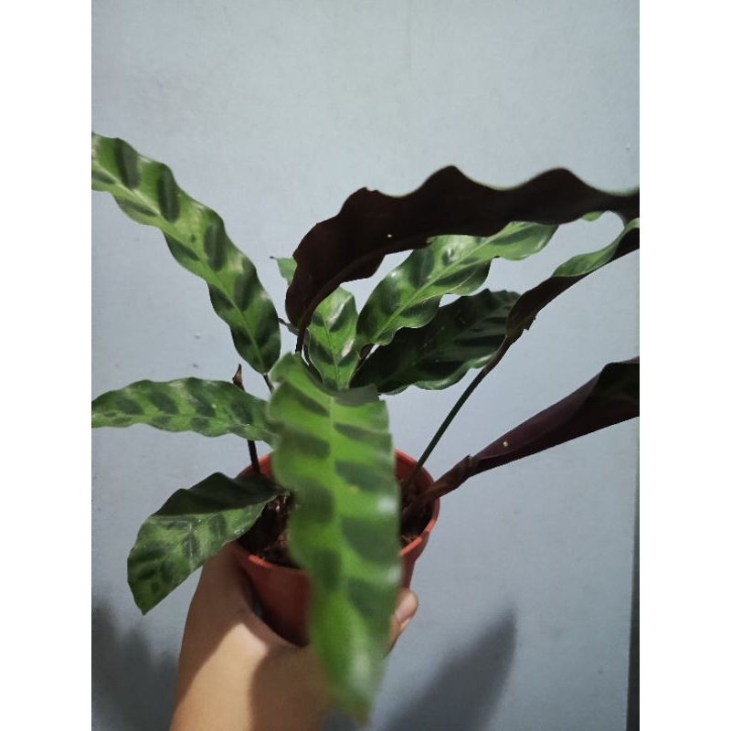 Anak Pokok Calathea Lancifolia/ Rattlesnake Plant | Shopee Malaysia