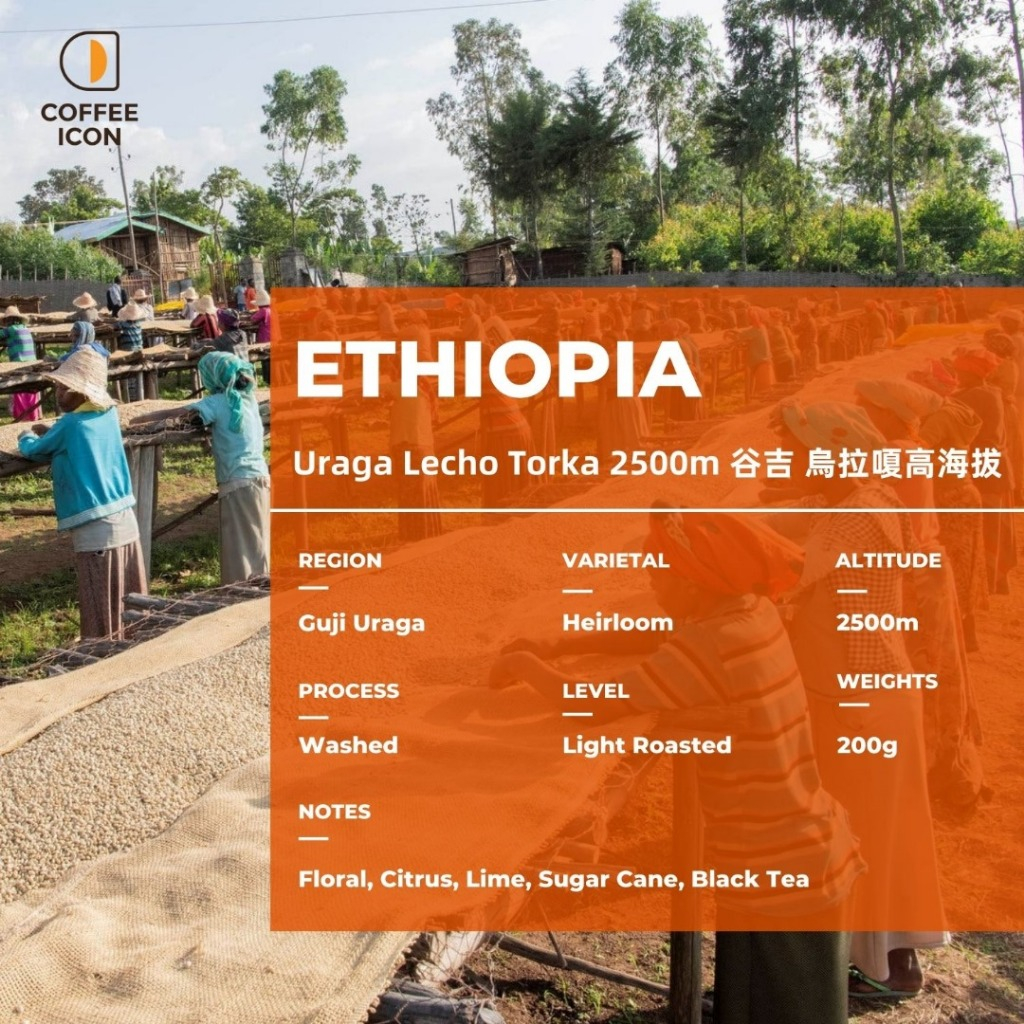 [Coffee Icon] Specialty Coffee - Ethiopia Guji Uraga Lecho Torka Washed G1 2500M 谷吉 烏拉嘎鎮 吶啾桃可處理場 ...