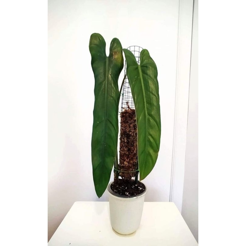 Philodendron dolichogynium / Delinksii | Shopee Malaysia