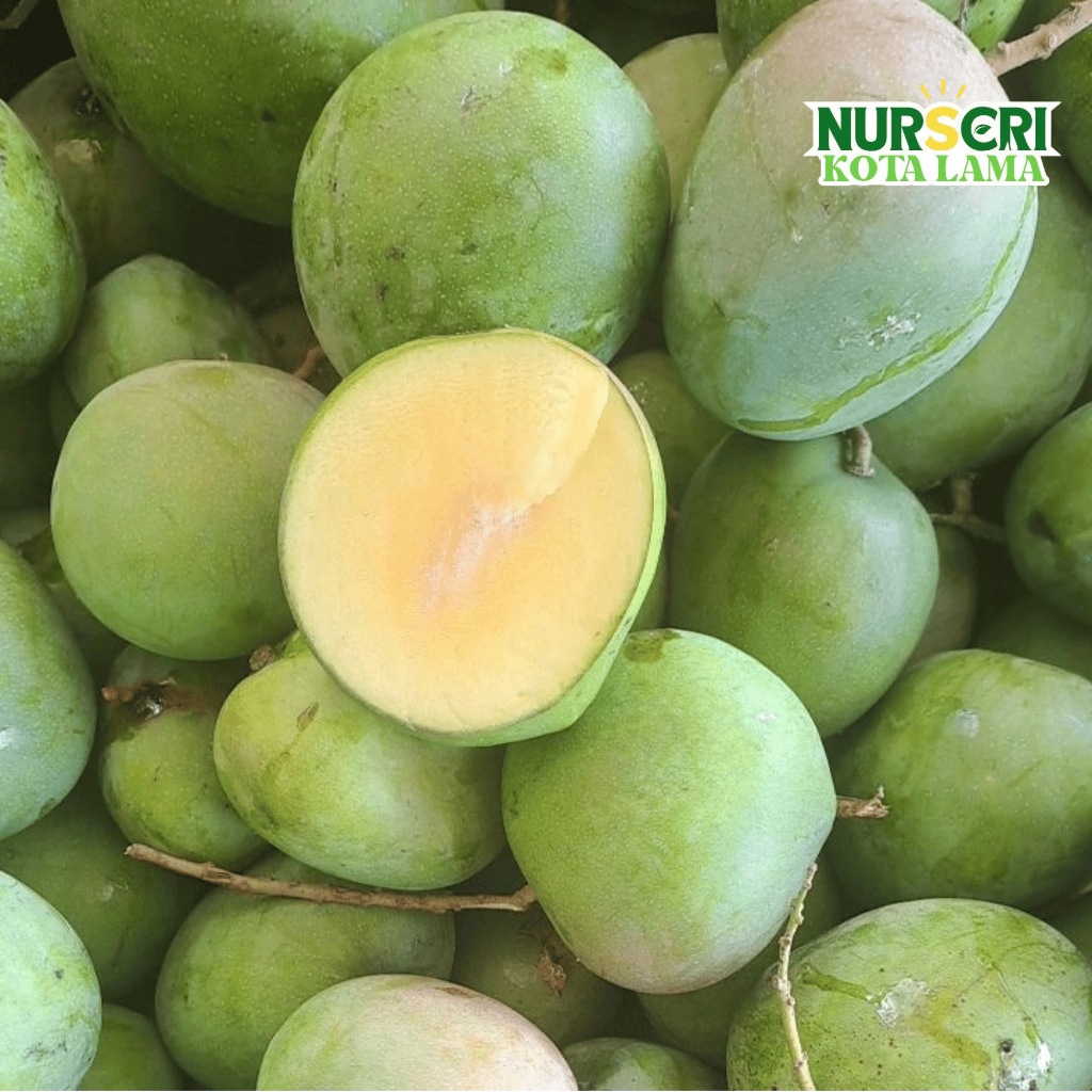 🔥HYBRID🔥 POKOK MANGGA EPAL (MA194) / Apple Mango Tree / Mangifera ...