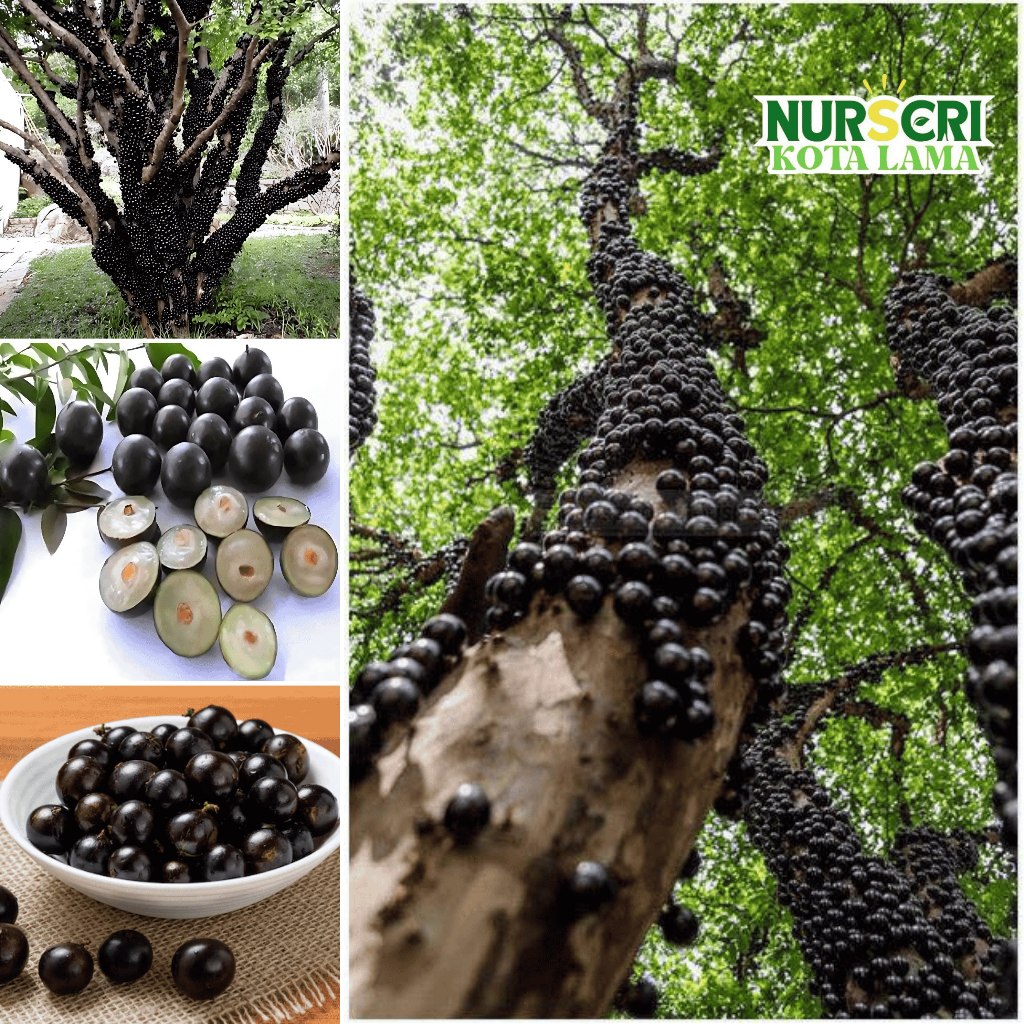 🔥RARE🔥 POKOK ANGGUR BRAZIL / Brazilian Grape Tree /Jabuticaba / Plinia ...