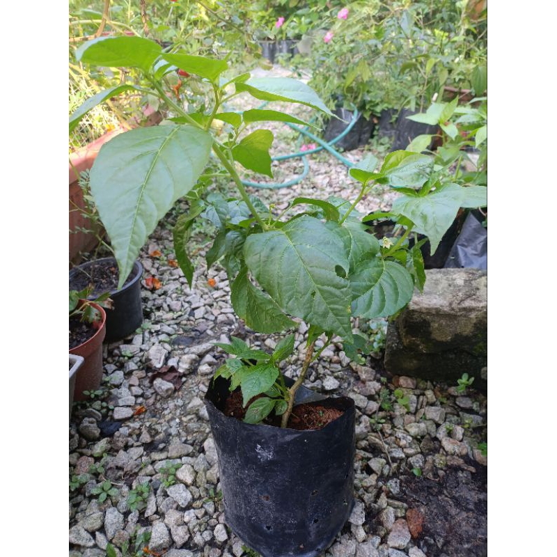 Cili Putih anak pokok | Shopee Malaysia