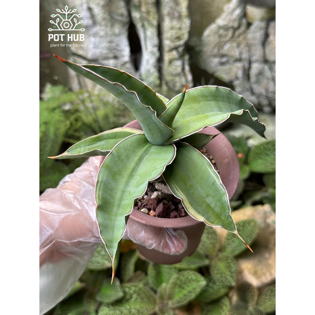 POTHUB Ready Stock Bare Root Sansevieria | Shopee Malaysia