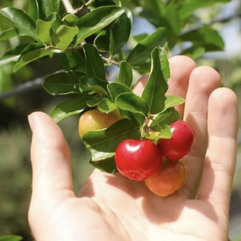 Pokok Cherry Barbados Plant | Shopee Malaysia