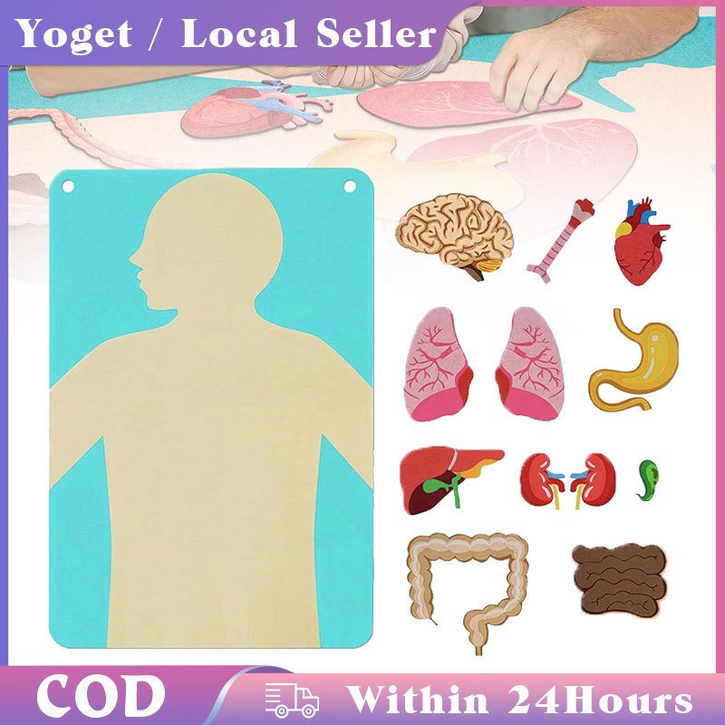 Human Body Color 3D Organ Sticker / Body Parts Set / Human Body Parts ...
