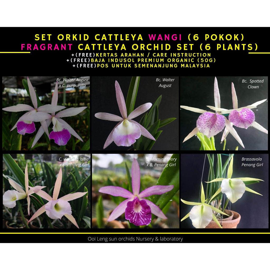 (Fragrant Orchid Package) Brassavola Hybrid Fragrant Orchid Package | Shopee Malaysia