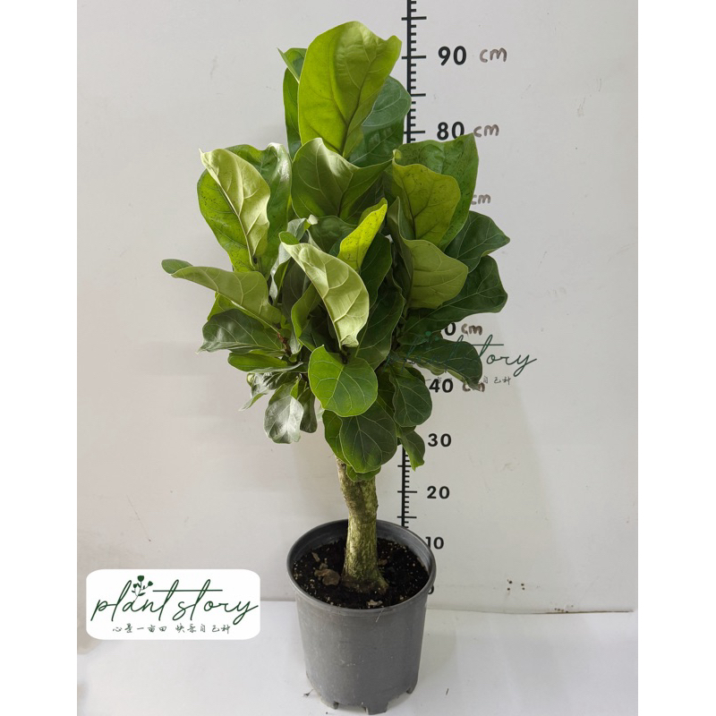 🌱Ficus Iyarata 🌱群生琴叶榕🌱Ficus Multi Head🌱Bushy ficus 🌱Indoor plant🌱 ...