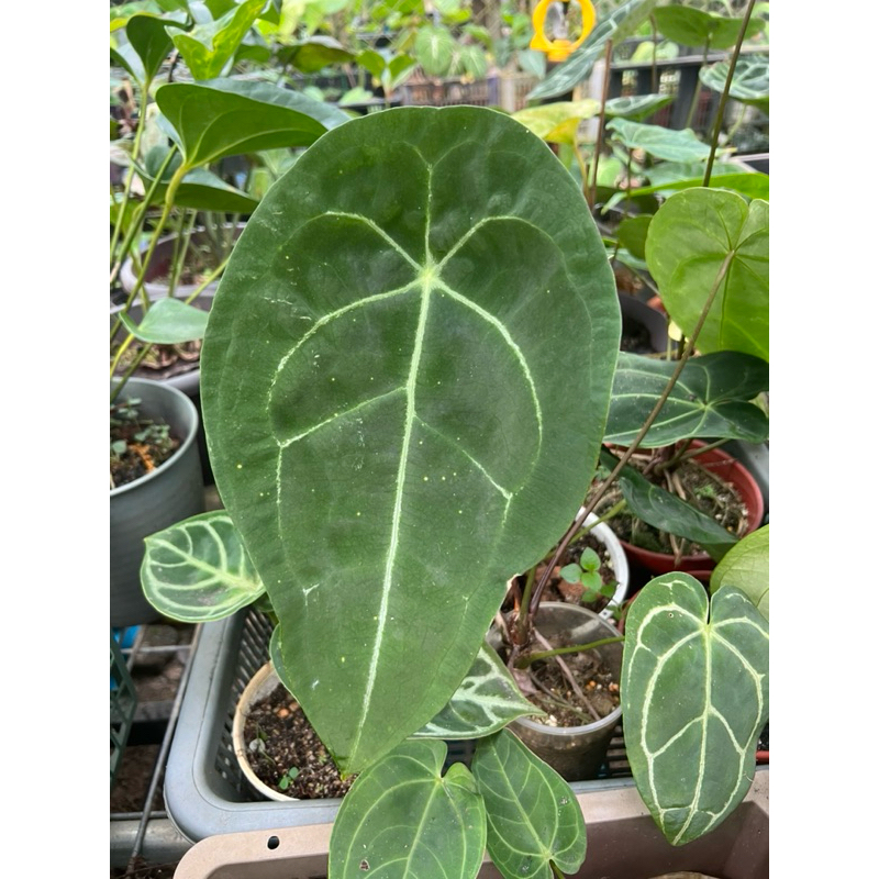 Anthurium Forgeti (Medium) | Shopee Malaysia