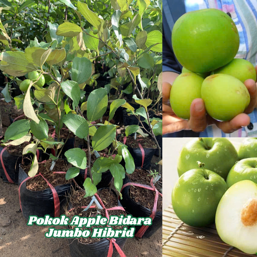 Anak Pokok Apple Bidara Jumbo Hibrid Buah Besar, Rangup, Biji Kecil ...