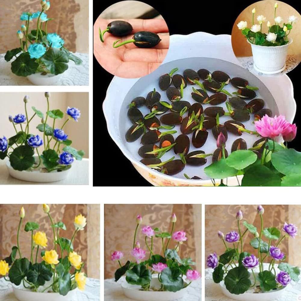 20Pcs Bowl Lotus Flower Seeds Water Lily Home Garden Plants Multi-Color ...