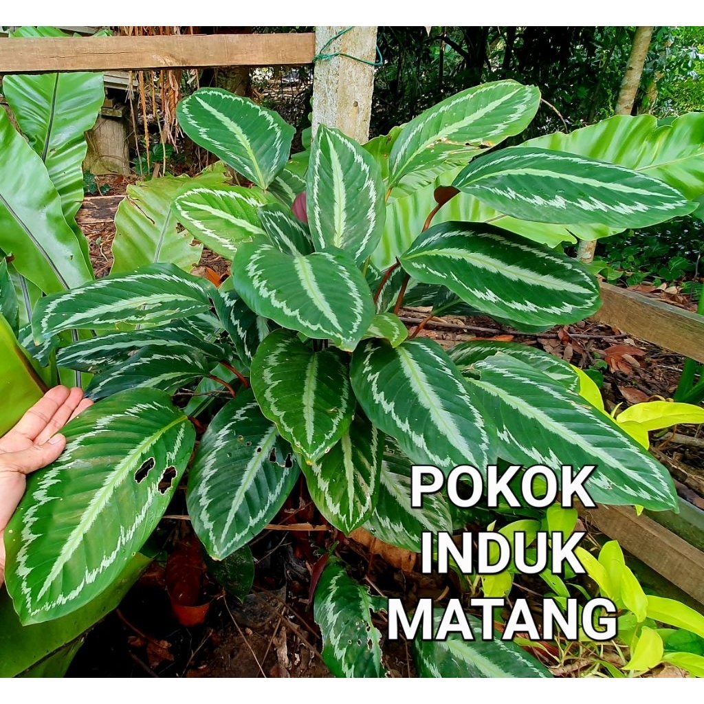 Anak Pokok Calathea Vandenheckei aka Picturata | Shopee Malaysia