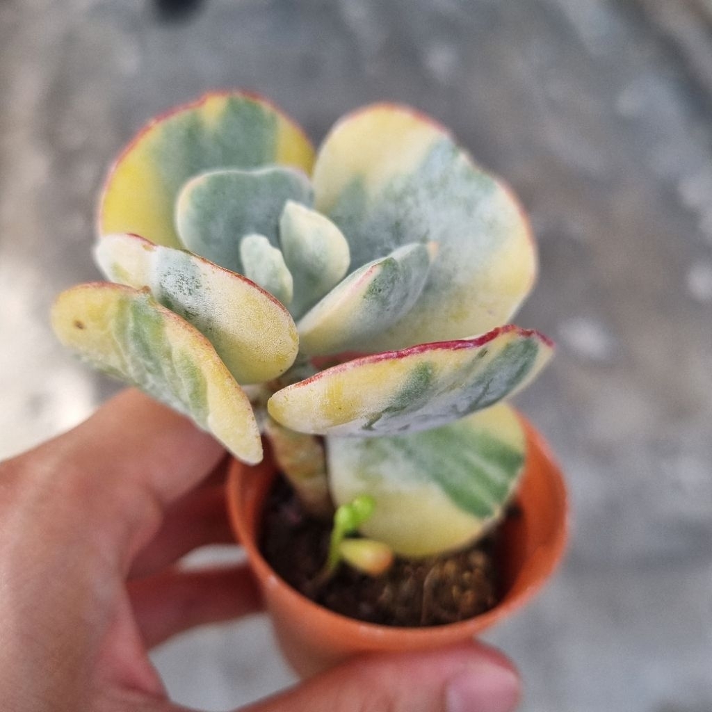 Live succulent plant Cotyledon undulata Variegata(pot size 5cm) ready ...