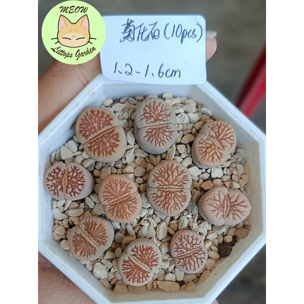 NEW!! Ready Stock Lithops Set/kiku kaseiki/菊化石 (10pcs) | Shopee Malaysia