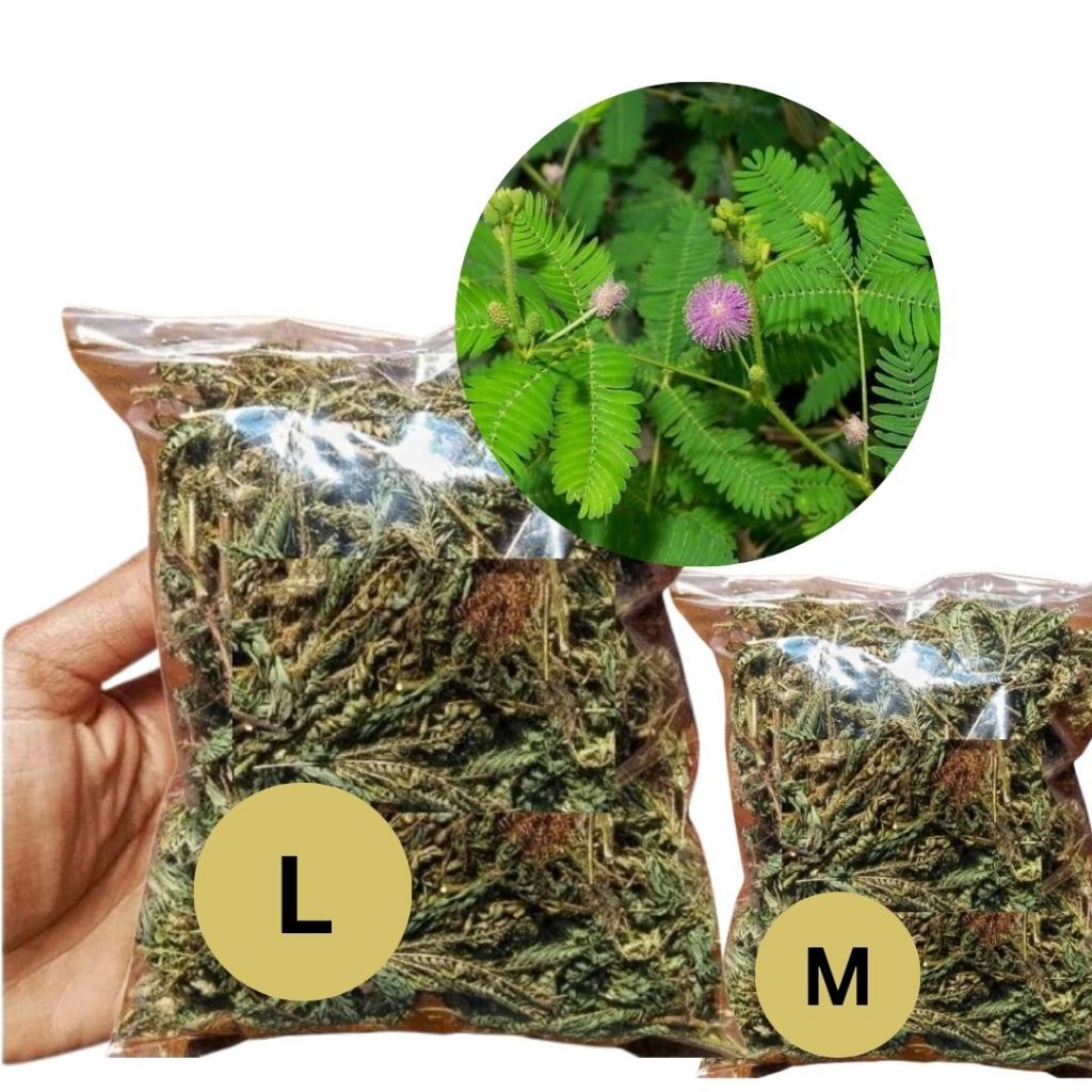 Pokok Semalu Kering | Mimosa Pudica | Akar, Daun & Batang) | Shopee ...