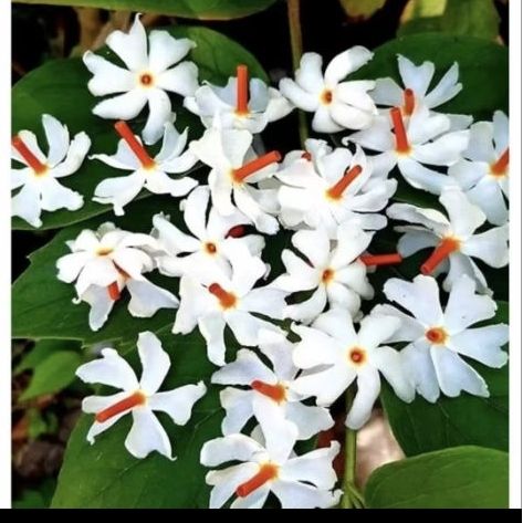 SNT / pavala malli / bunga wangi / pokok tahan panas / pokok hidup ...