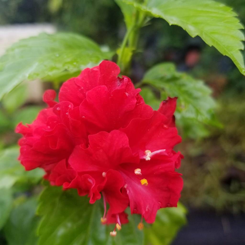 LVP - Keratan Bunga raya ros mera/ red dragon double red hibiscus ...