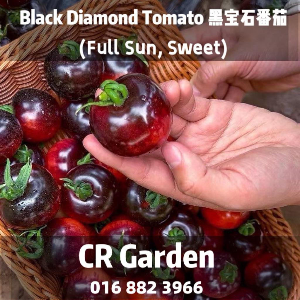 Black Diamond Tomato 10 Seeds 黑宝石番茄10粒(Full Sun, Sweet) | Shopee Malaysia