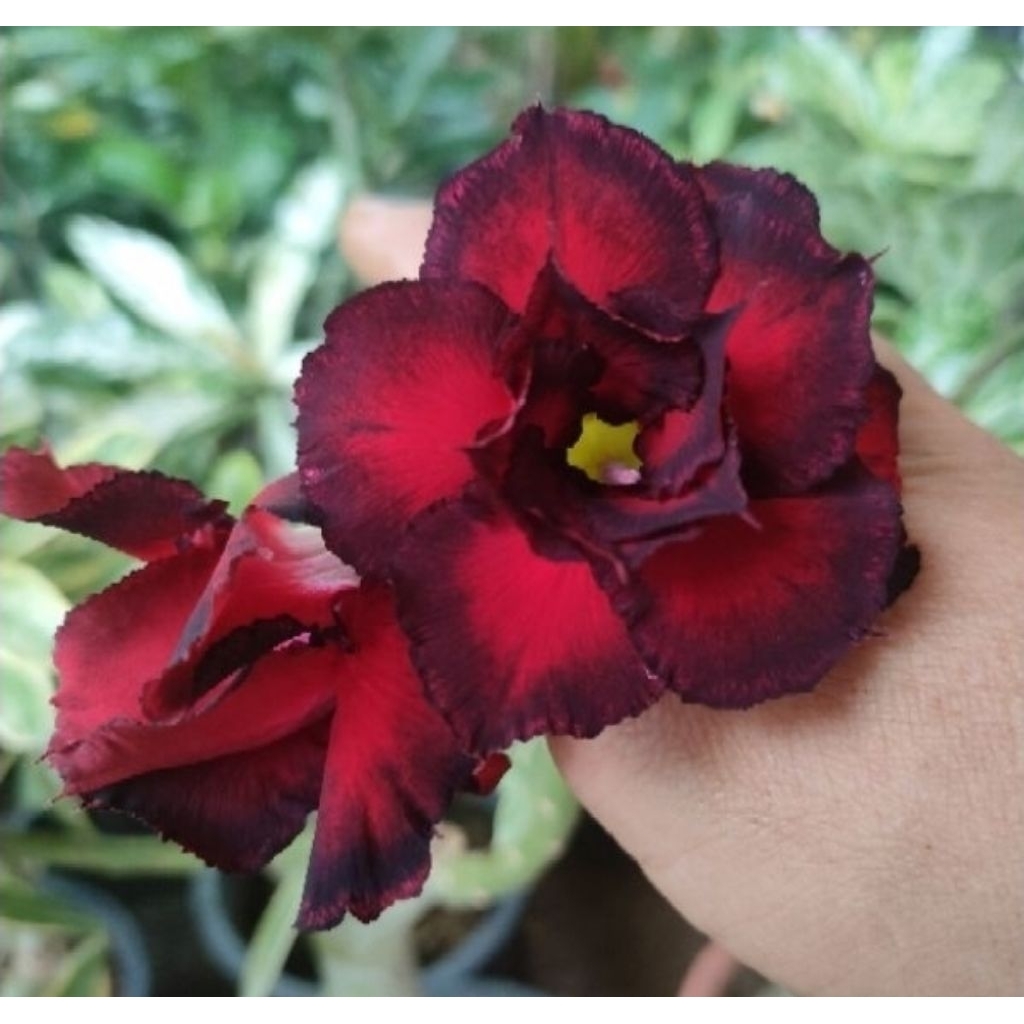 Adenium Batik – Bunga Corak Unik 6 Inci Pasu | 富贵花 盆栽 Batik花纹品种 ...