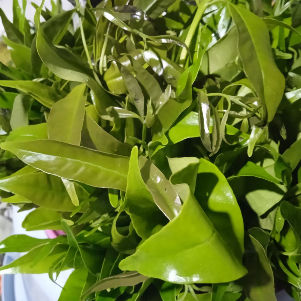 Pucuk Ulam Daun Serai Kayu/Daun Samak Untuk Hidangan Nasi Kerabu ...