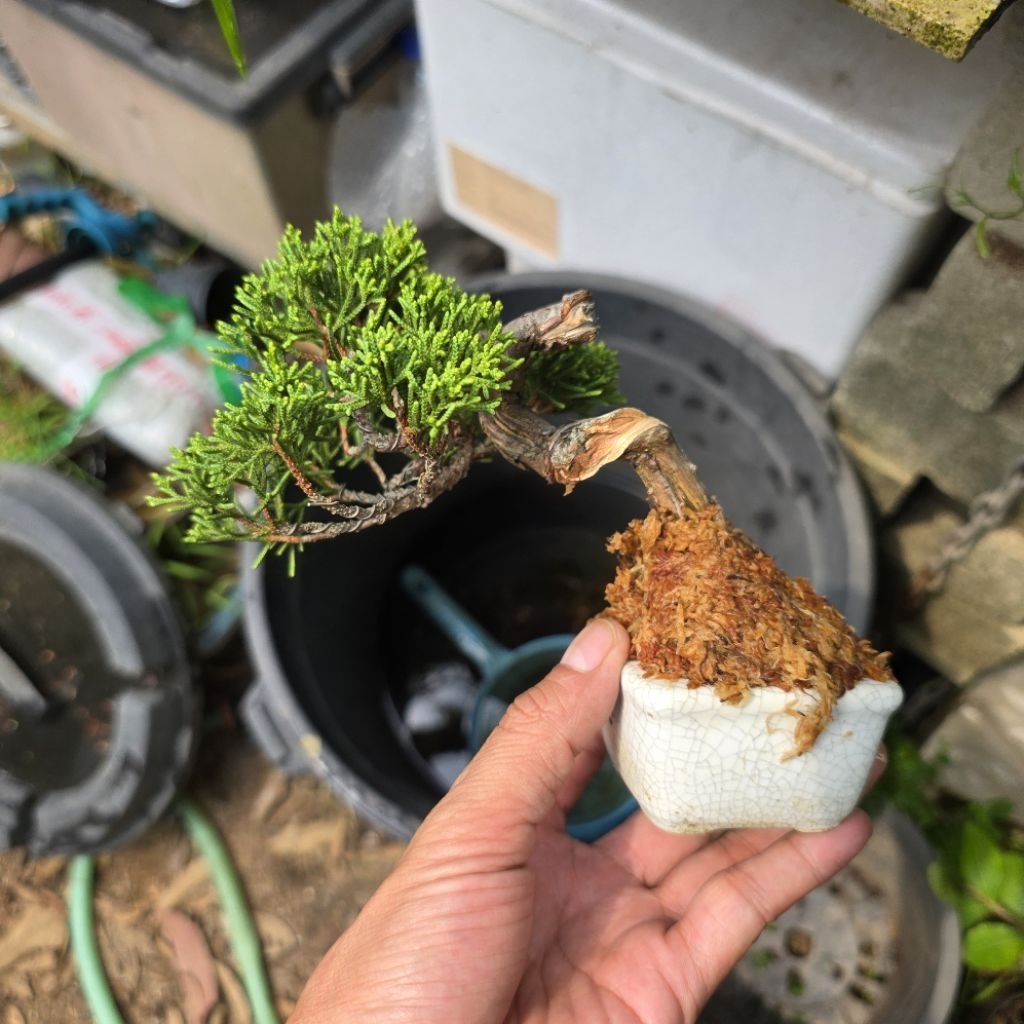 bonsai mini juniper jepun 日本檜柏盆景 juniperus | Shopee Malaysia