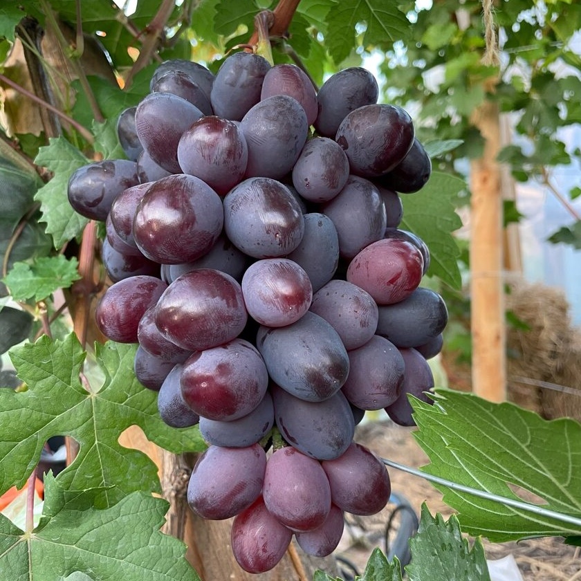 Anak Pokok Anggur Everest Seedless | Shopee Malaysia