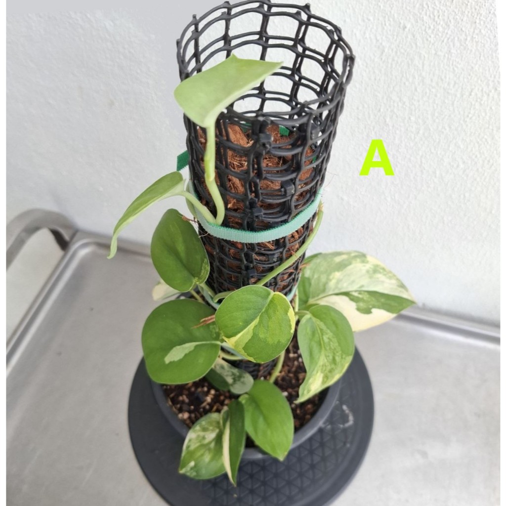 Scindapsus Variegated - Aroid Live Indoor Plant Pokok Tanaman Hiasan ...