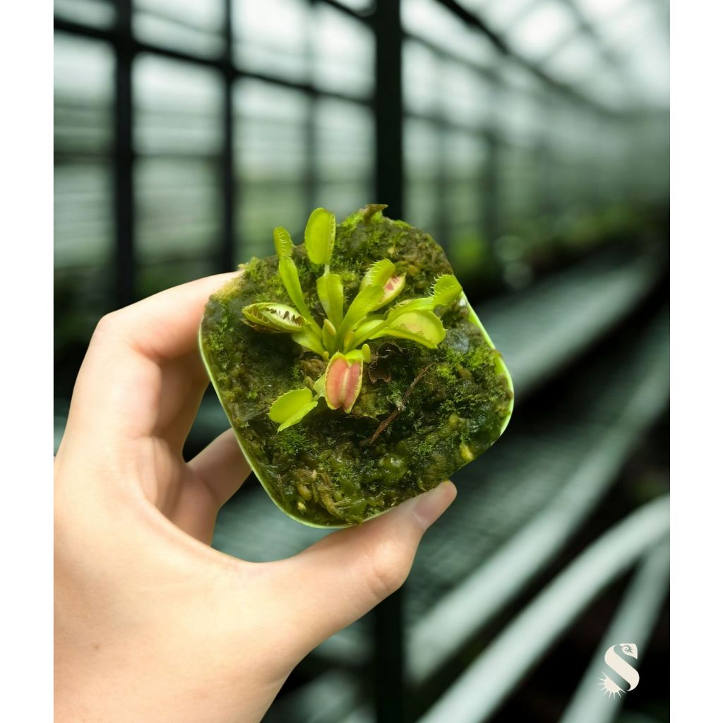 Dionaea Muscipula "Fuzzy Teeth", Carnivorous Plant, Terrarium ...