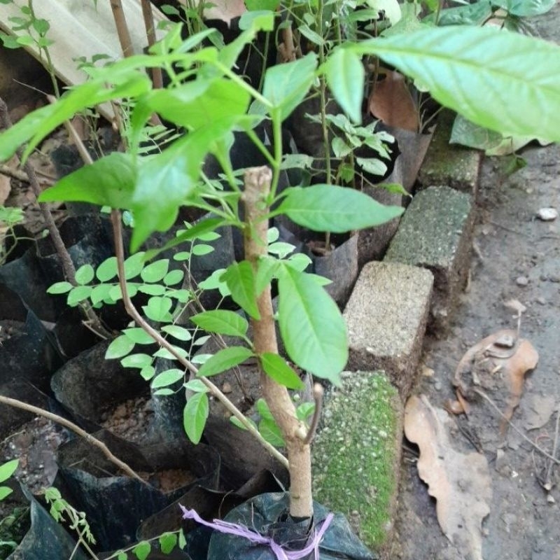 Anak Pokok Halban[Herba]atau 50 helai daun untuk perubatan traditional ...